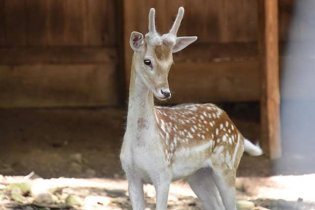 Pymatuning Deer Park | Northwestern Pennsylvania | Western Pennsylvania ...